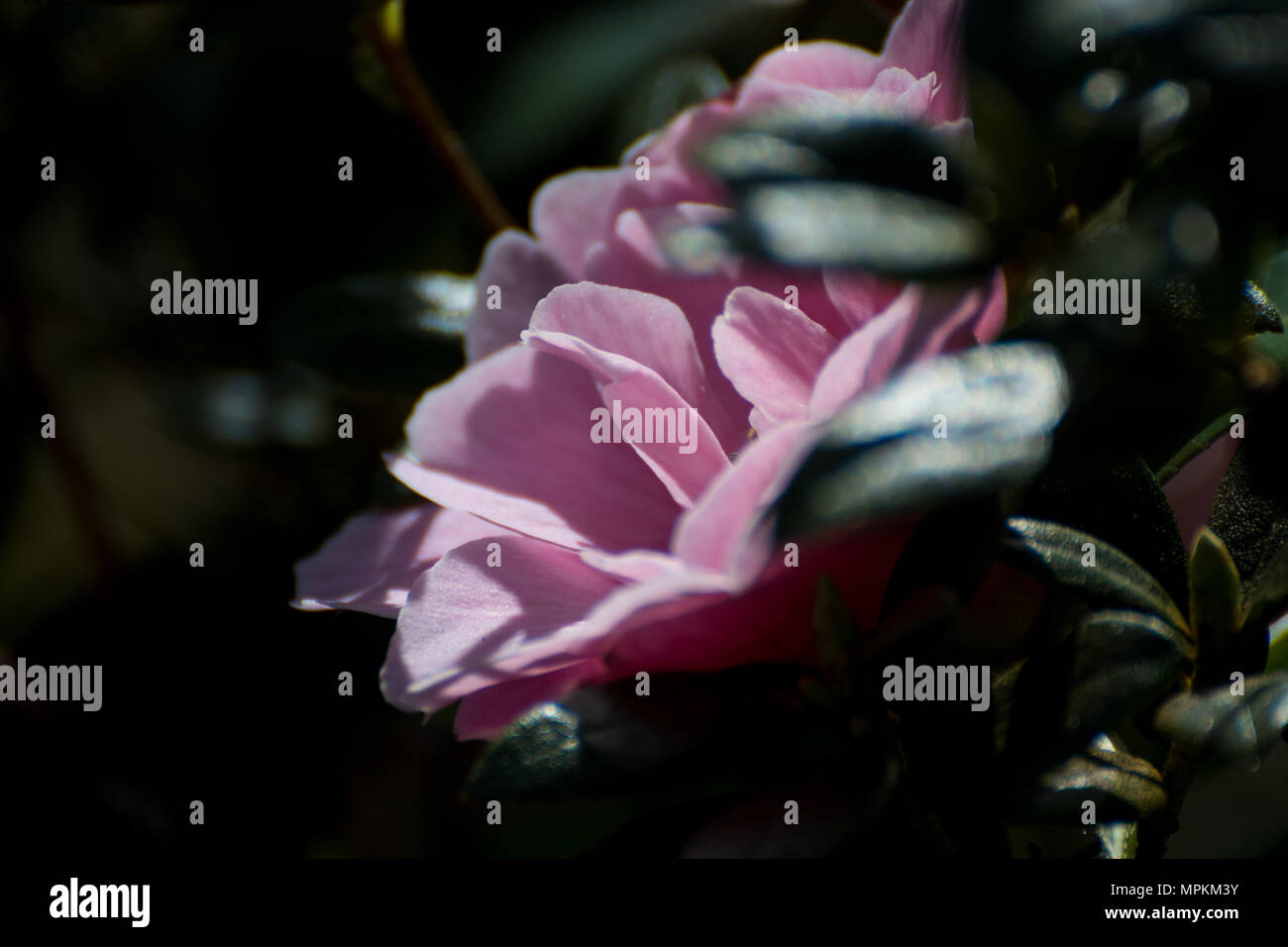Pink Camellia in a Devon garden Stock Photo - Alamy
