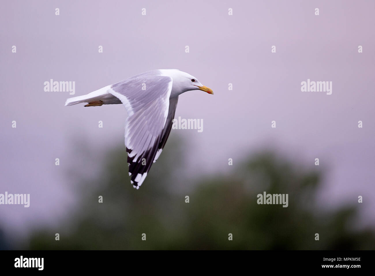 Seagull flaps its wings hi-res stock photography and images - Alamy