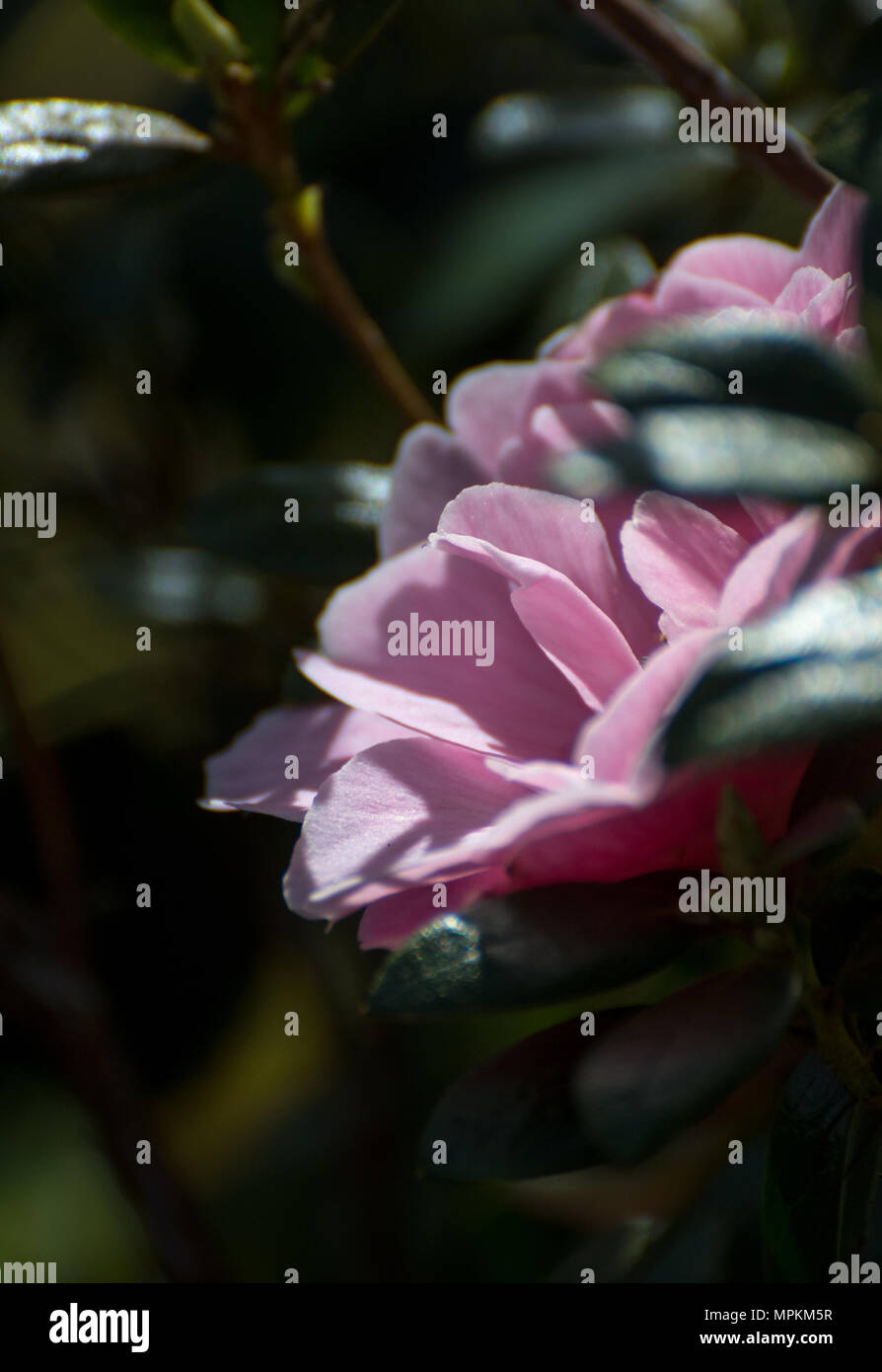 Pink Camellia in a Devon garden Stock Photo - Alamy