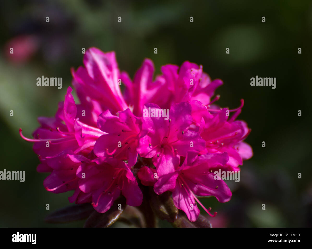 Hybrid azaleas hi-res stock photography and images - Alamy