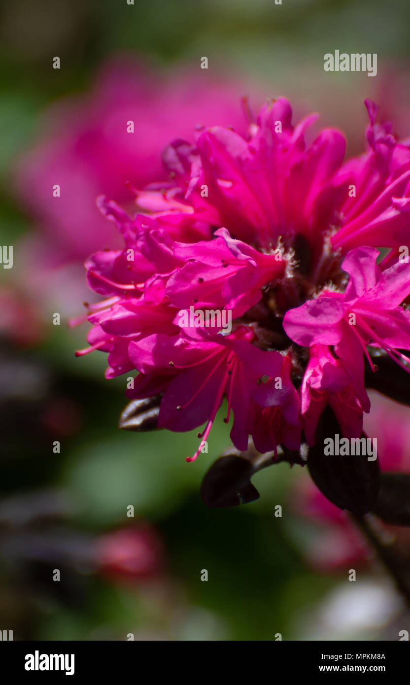 Hybrid azaleas hi-res stock photography and images - Alamy
