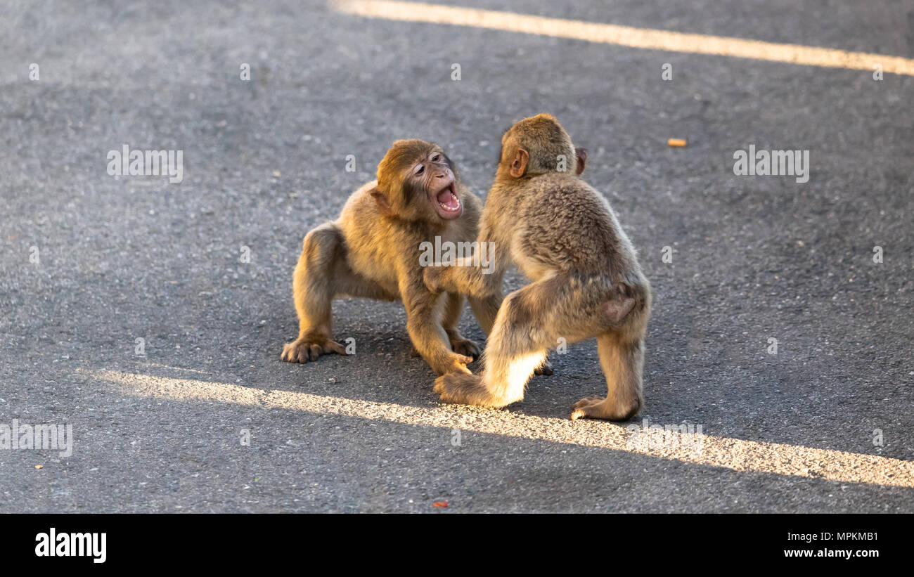 Macaques and teeth hi-res stock photography and images - Alamy
