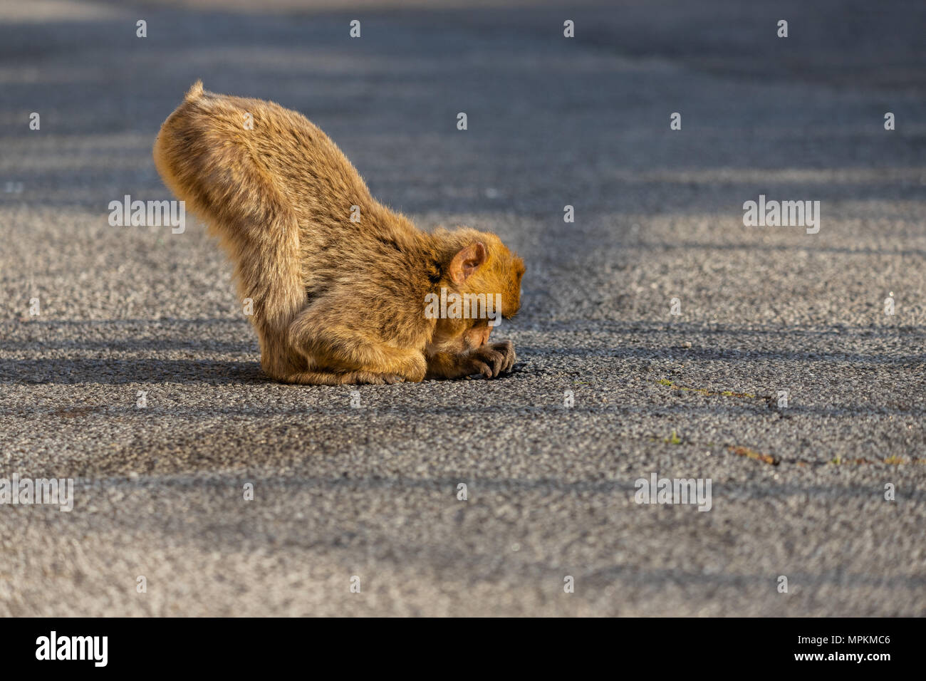 Cute monkey in space hi-res stock photography and images - Alamy