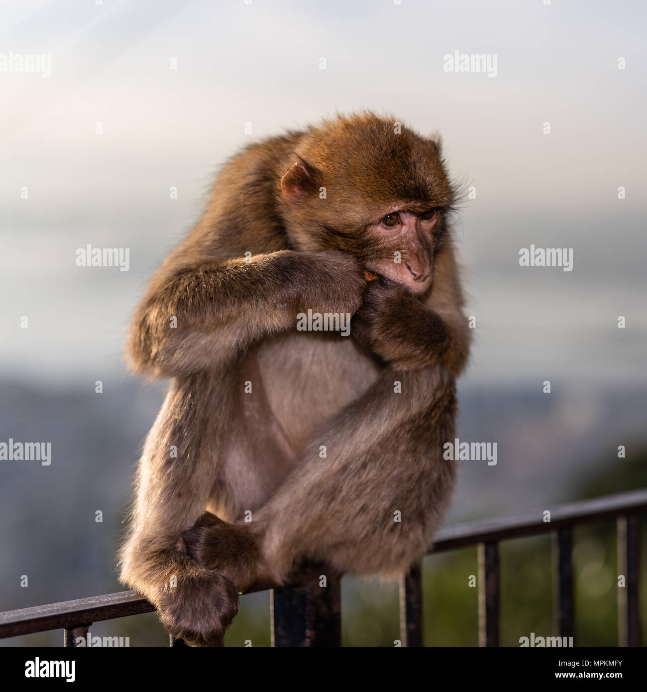 A portrait of a Barbary macaque taken in Gibraltar nature reserve at ...