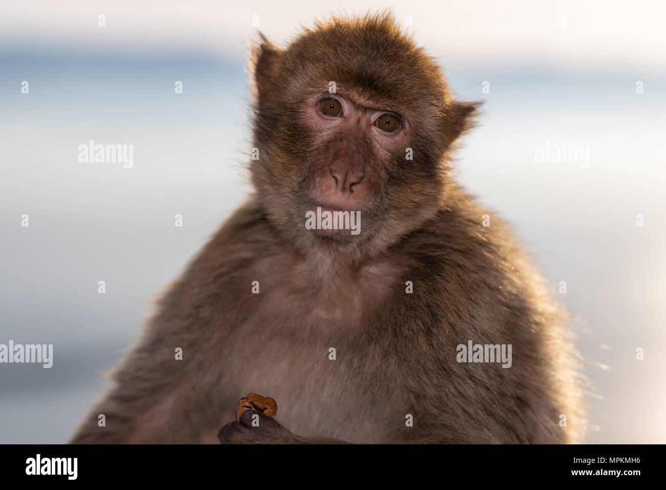 A portrait of a Barbary macaque taken in Gibraltar nature reserve at ...