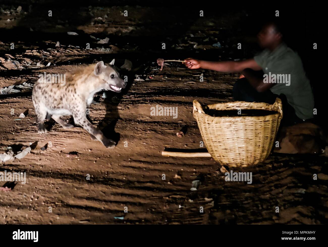 Feeding of spotted hyenas - 11-01-2016 Harar, Ethiopia Stock Photo - Alamy