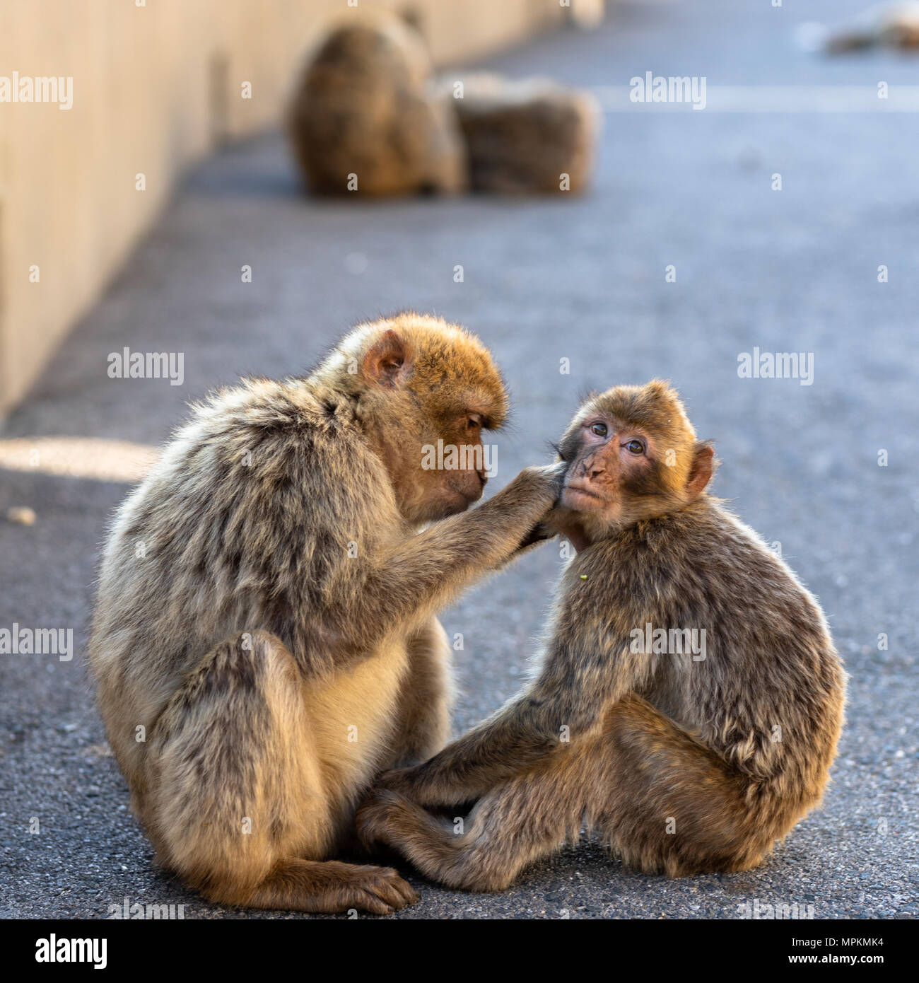 Gibraltar ape teeth hi-res stock photography and images - Alamy