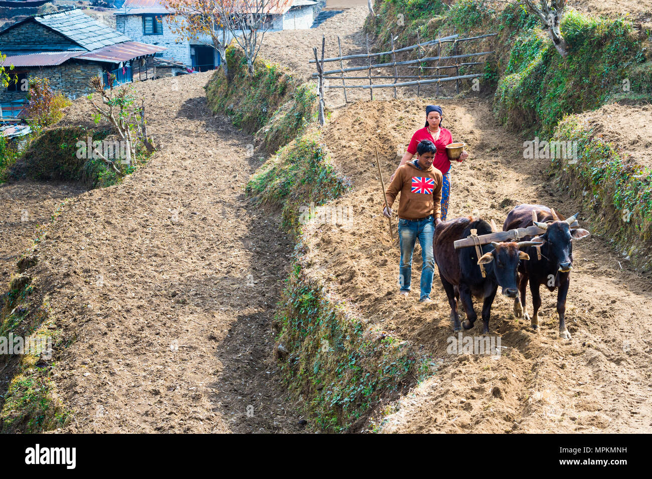 Nepalese couple working in a terrace field, Dhampus Mountain village ...
