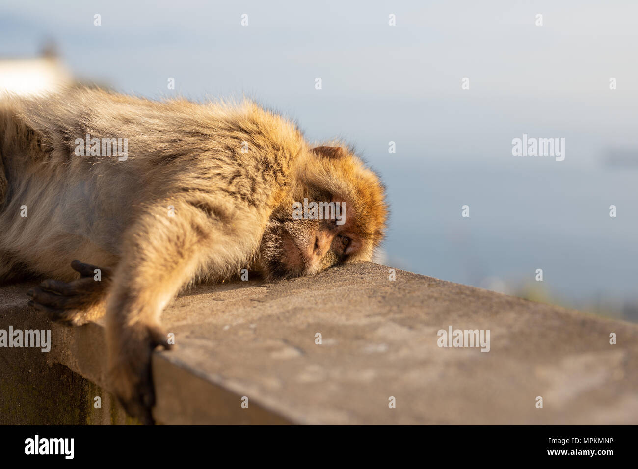 A monkey lying on a wall in Gibraltar Stock Photo - Alamy