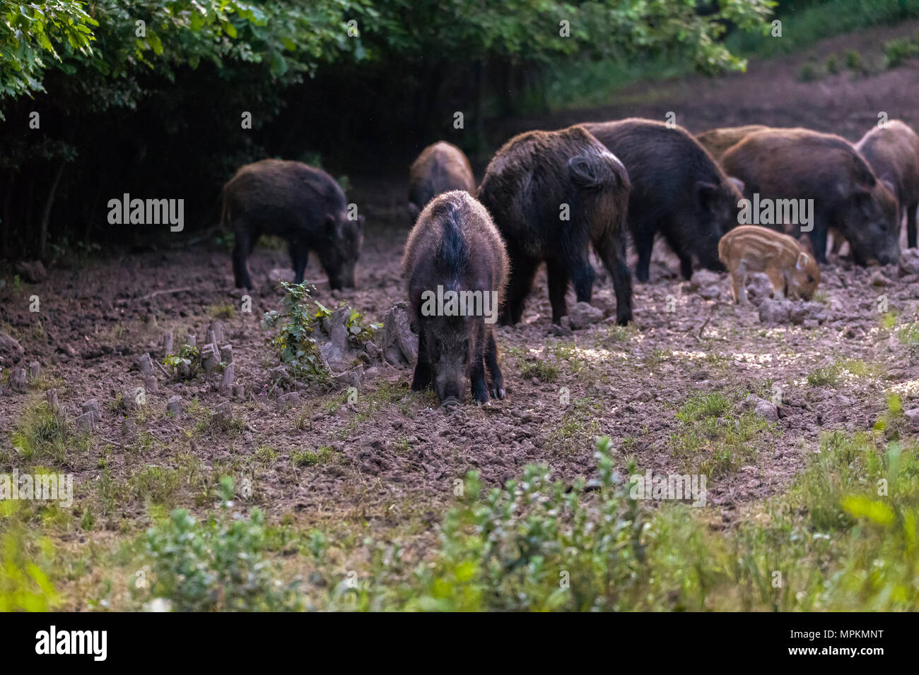 Feral pigs, sow and piglets rooting for food Stock Photo - Alamy