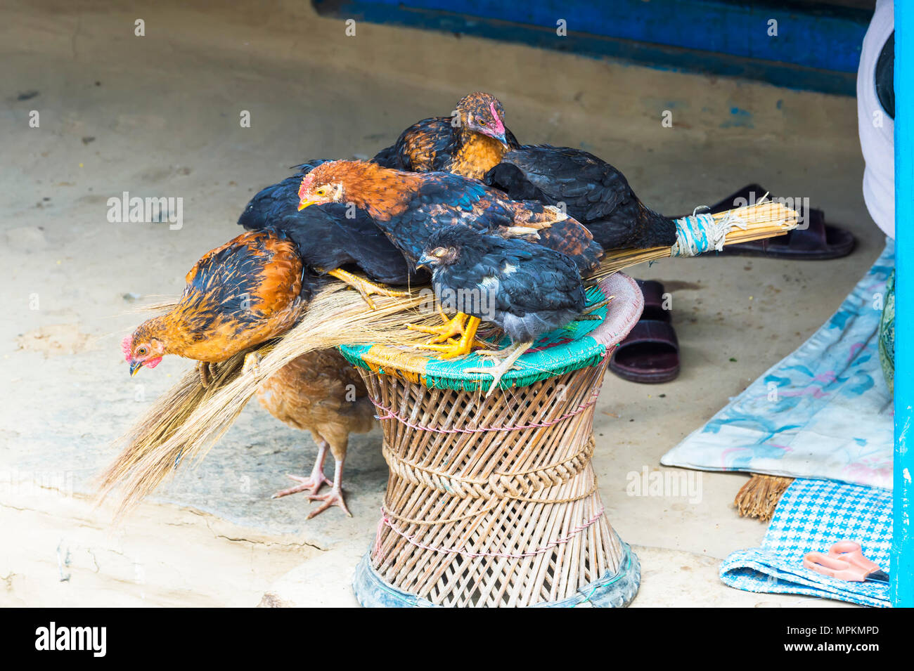 Chicken village hi-res stock photography and images - Alamy