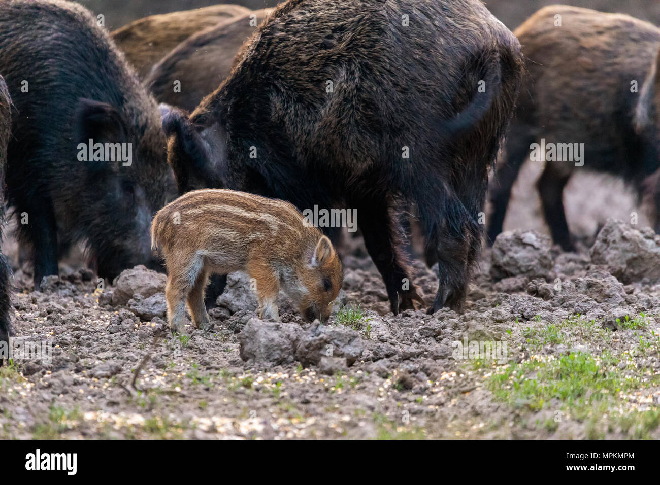 Feral pigs hi-res stock photography and images - Alamy