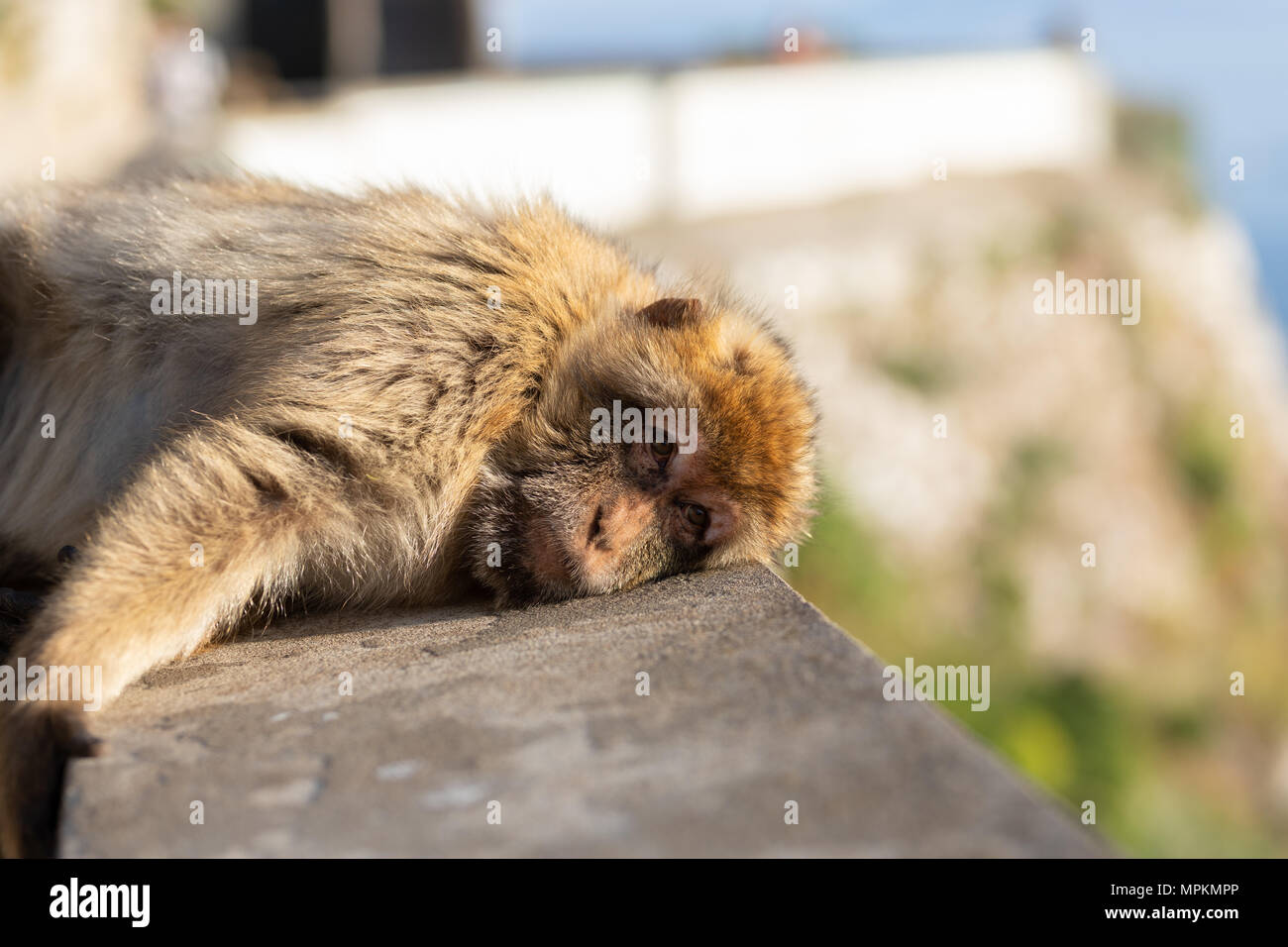 A monkey lying on a wall in Gibraltar Stock Photo - Alamy