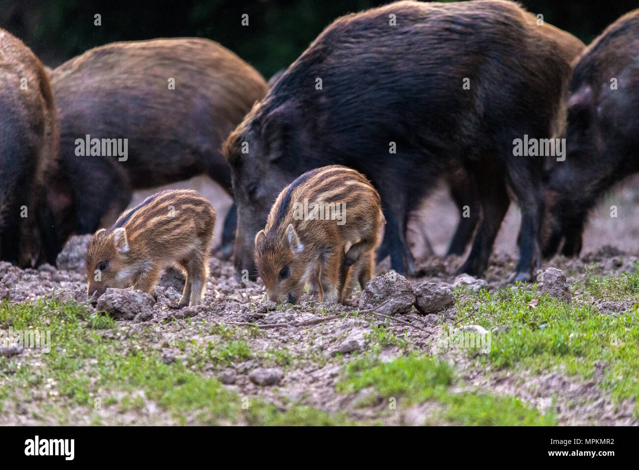 Feral pigs hi-res stock photography and images - Alamy