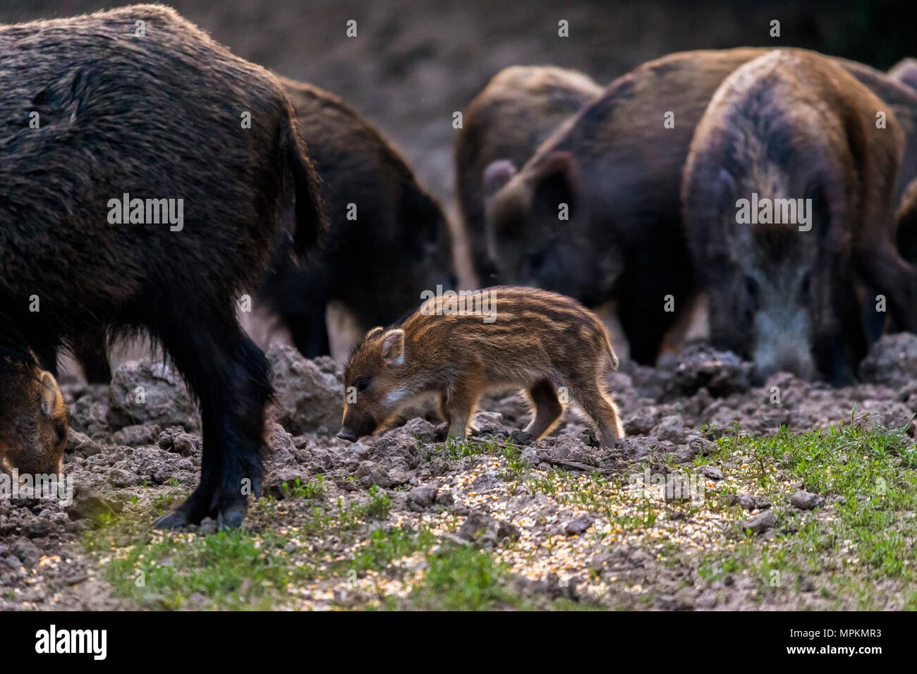 Feral pig hunt hi-res stock photography and images - Alamy
