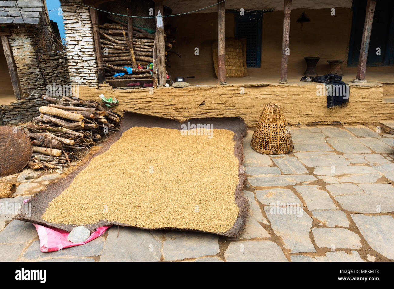Rice drying hi-res stock photography and images - Alamy