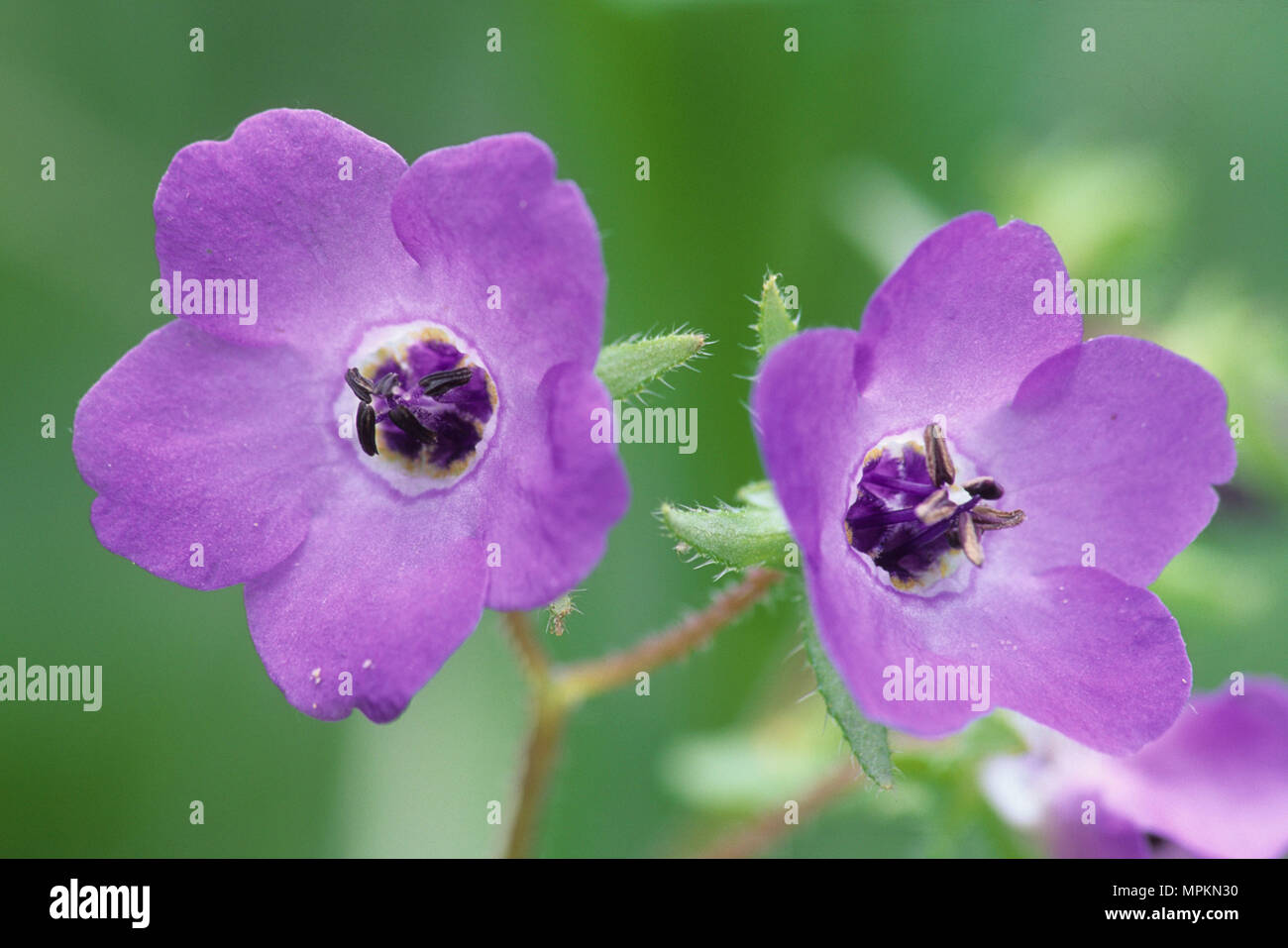 Fiesta-flower, Chino Hills State Park, California Stock Photo - Alamy