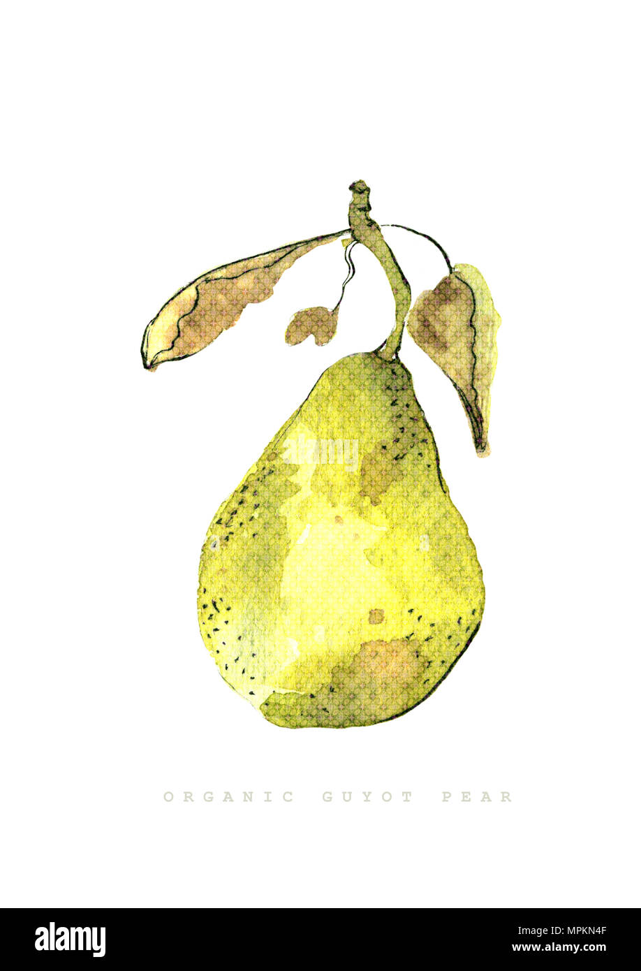 Mixed Media Illustration of an organic Guyot Pear created in ...