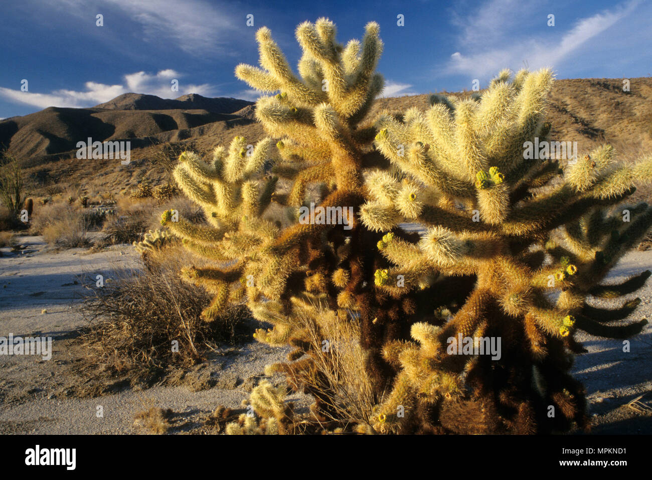 Cholla at Bisnaga Alta Wash, Anza Borrego Desert State Park, California ...