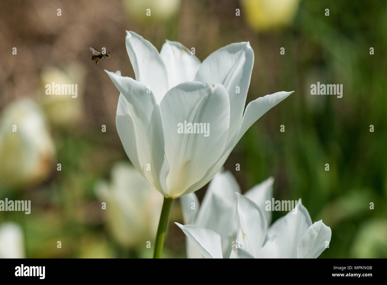 A white tulip with an insect flying towards it Stock Photo - Alamy