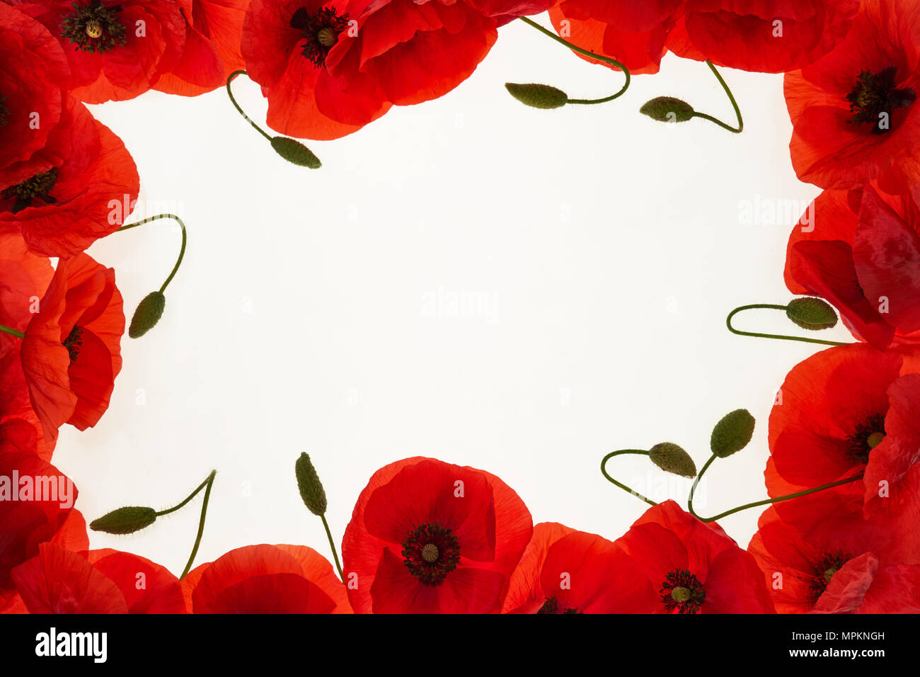 Red poppies on a white background, frame Stock Photo - Alamy
