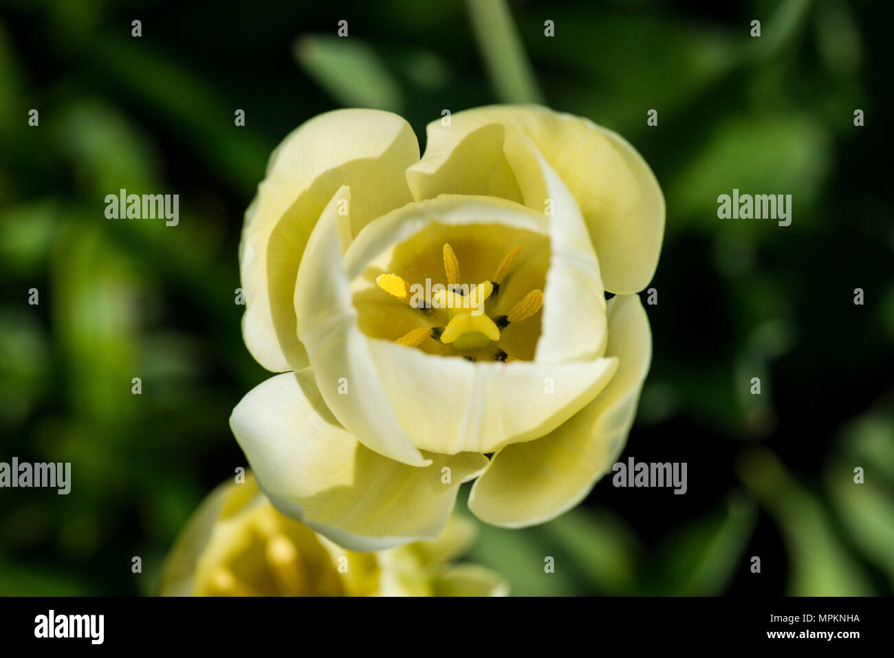 A pale yellow tulip viewed from above Stock Photo - Alamy