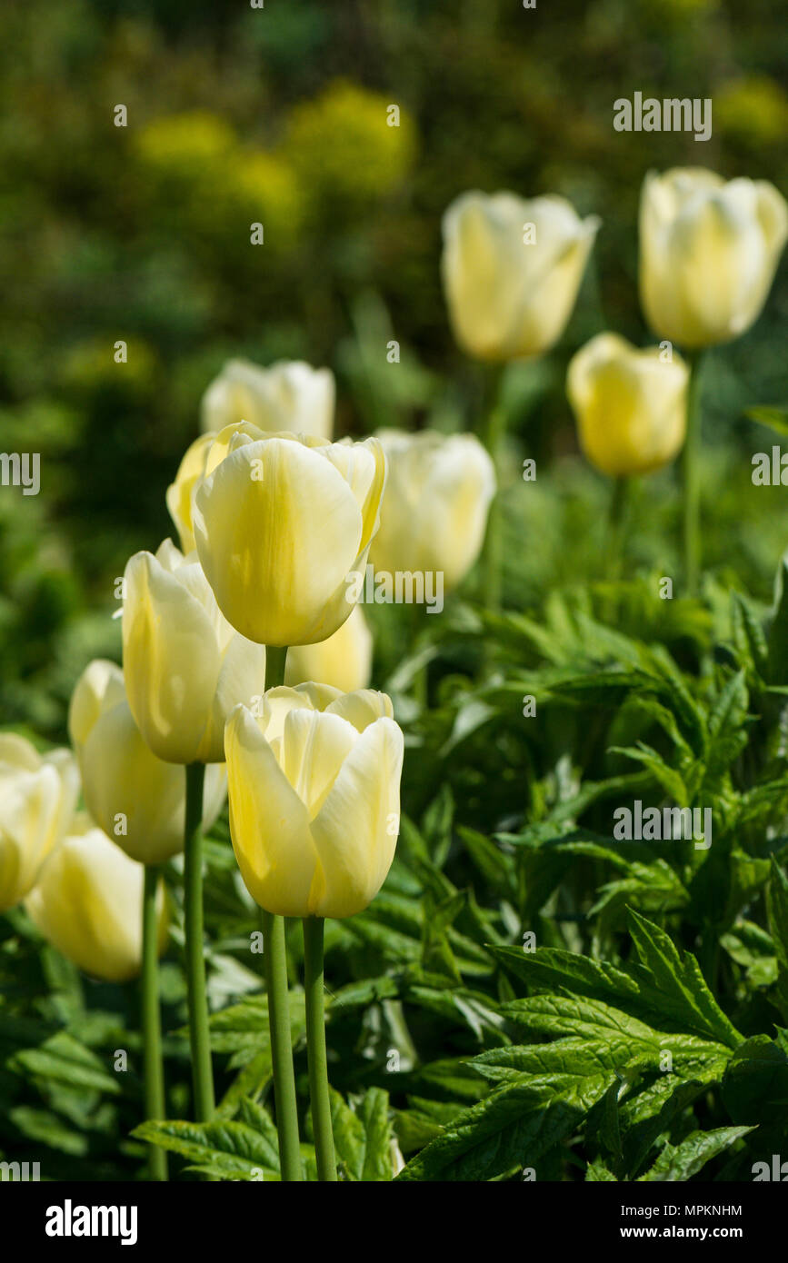 Pale yellow tulips Stock Photo - Alamy