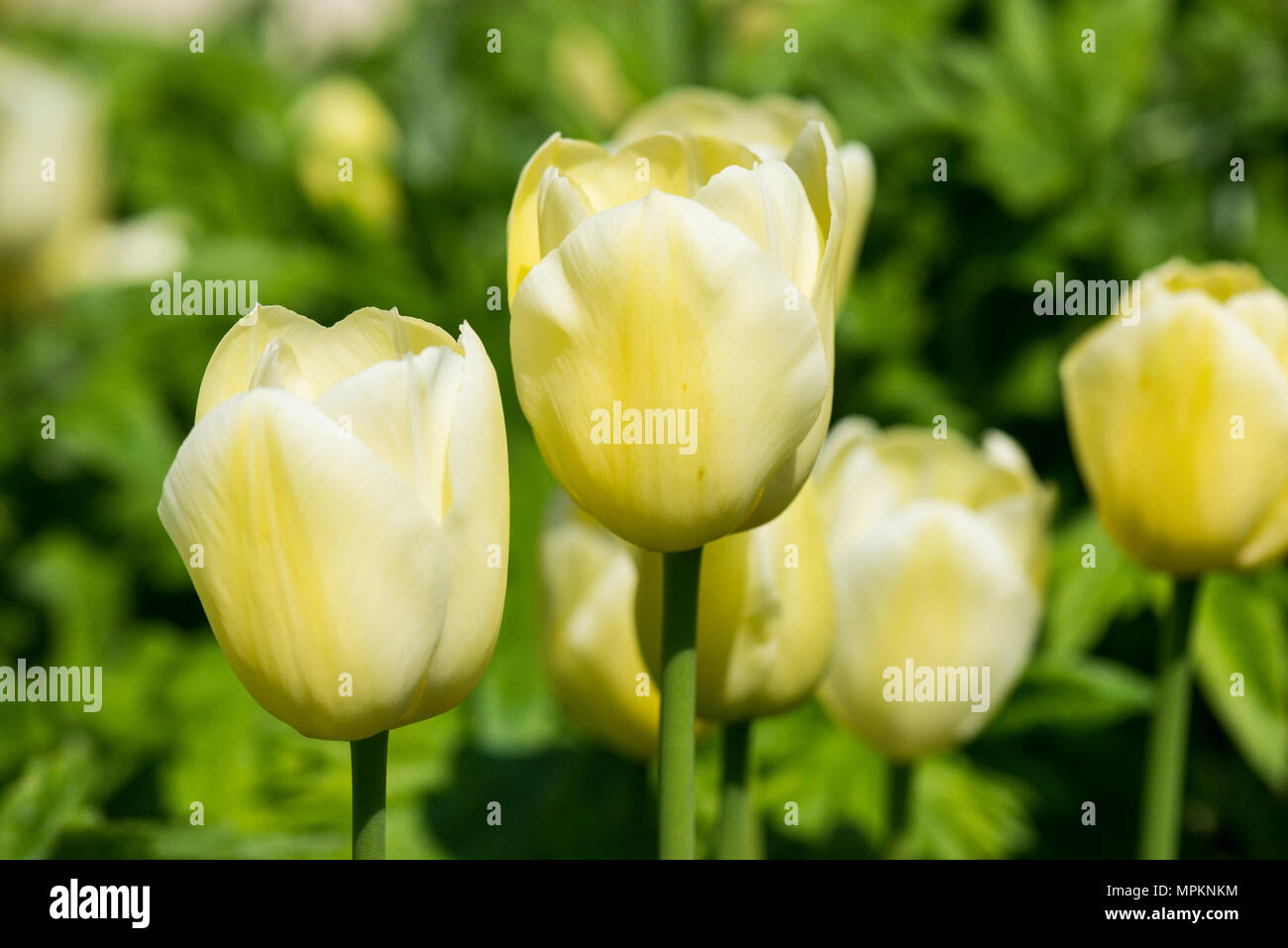 Pale yellow stems hi-res stock photography and images - Alamy