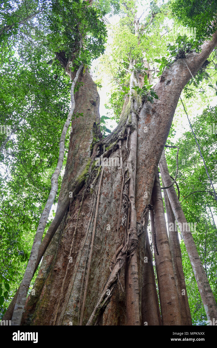 500 years old Makka tree in Koh Kood island on Thailand Stock Photo - Alamy