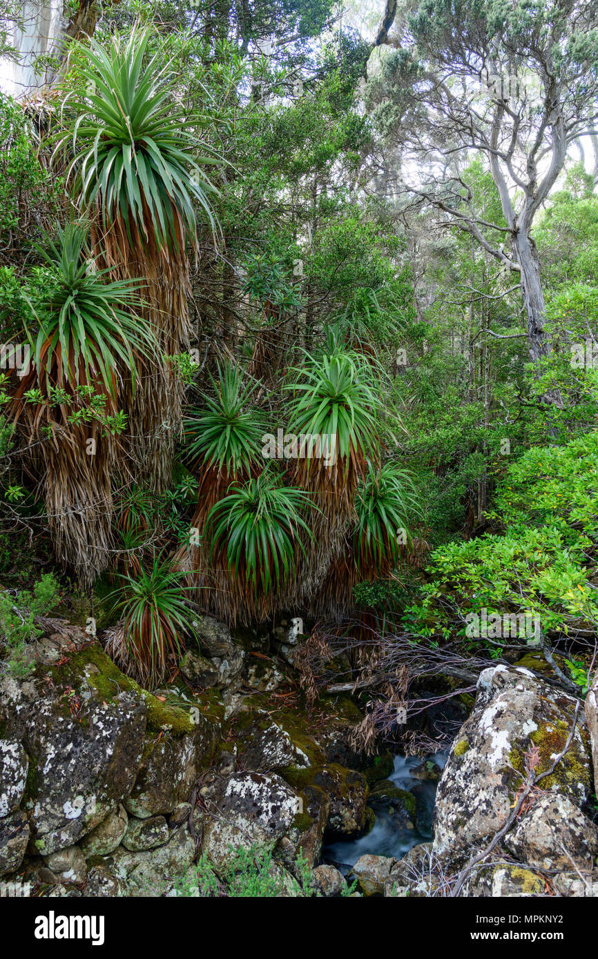 Australia; Australian, Tasmania; Central Highlands; Mount Field ...