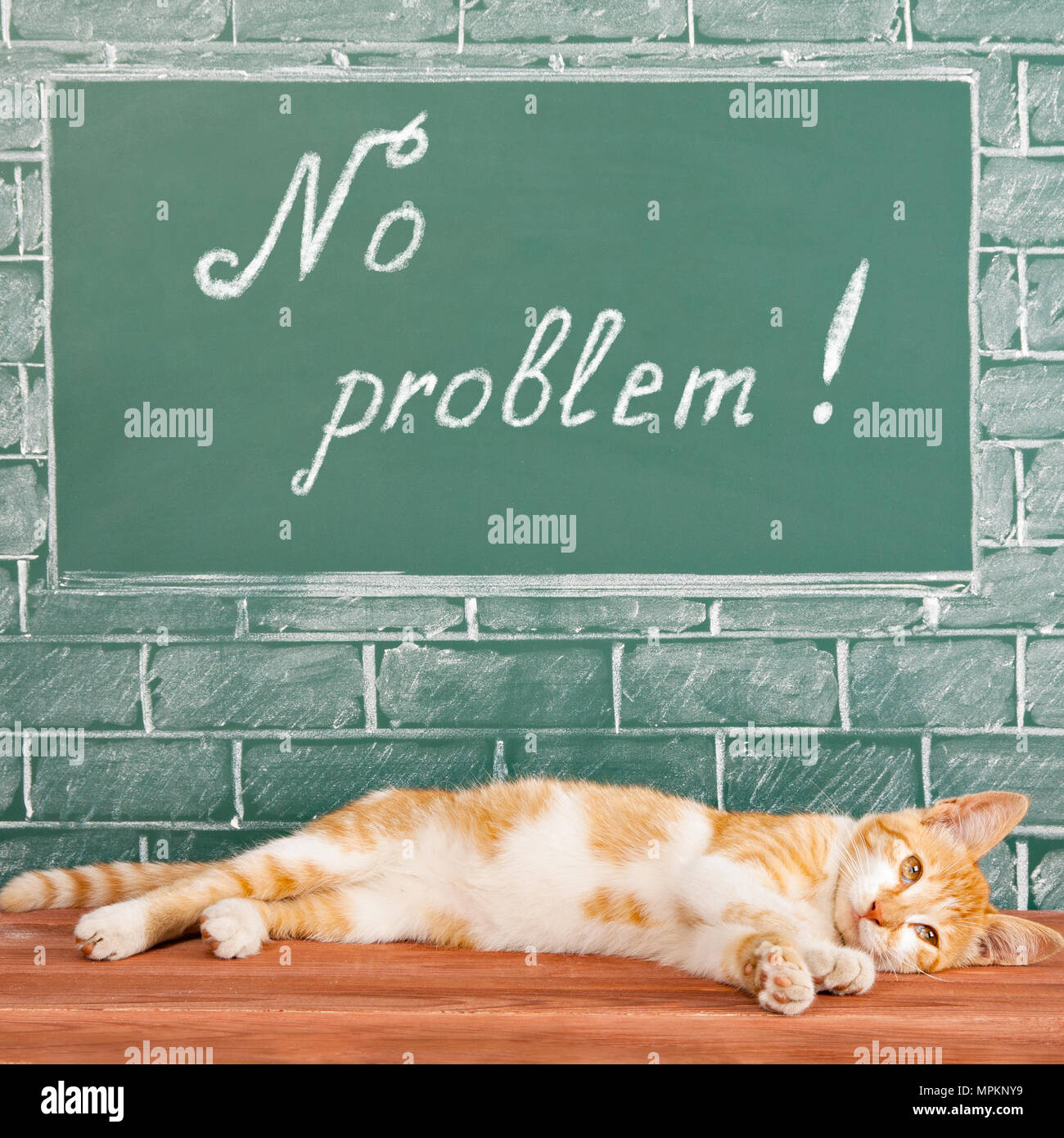 No Problem Cat