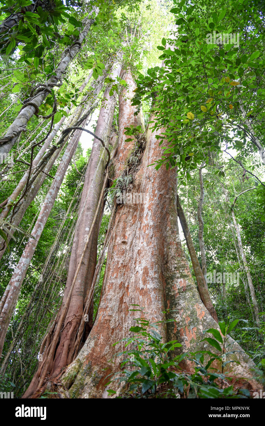 Makka tree hi-res stock photography and images - Alamy