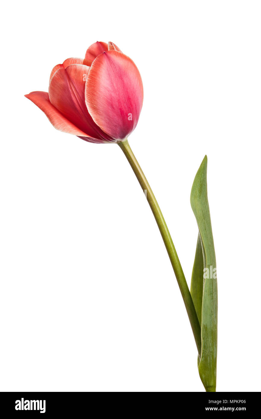 Tulips. One flower isolated on white background Stock Photo - Alamy