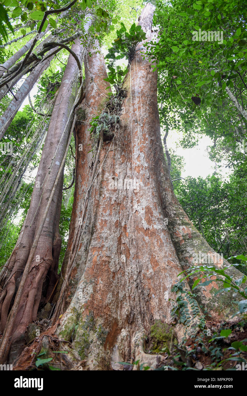 Makka tree hi-res stock photography and images - Alamy