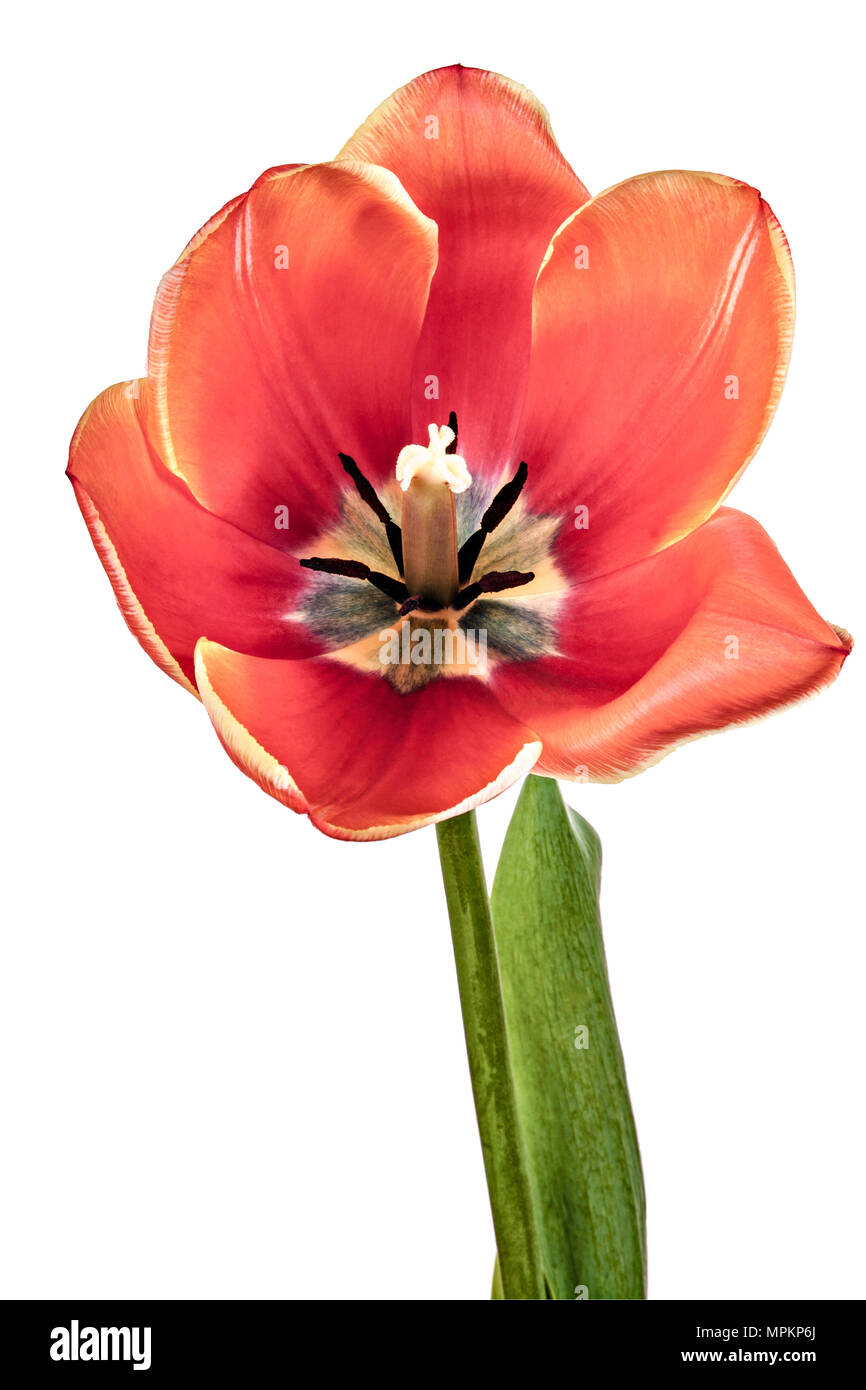 Flowers. Single tulip isolated on white background Stock Photo - Alamy