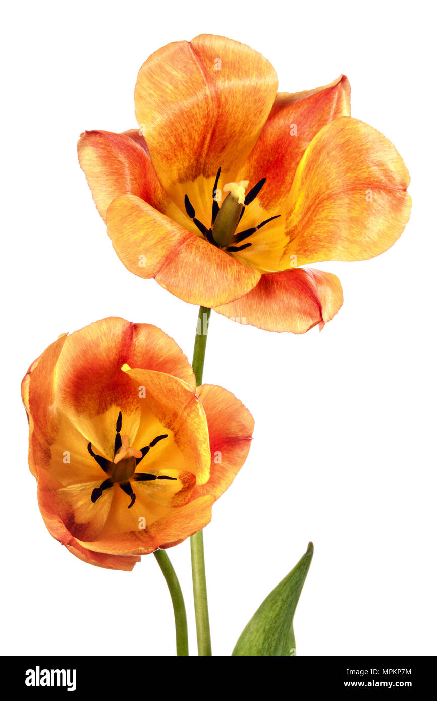 Two tulip flowers isolated on white background Stock Photo - Alamy