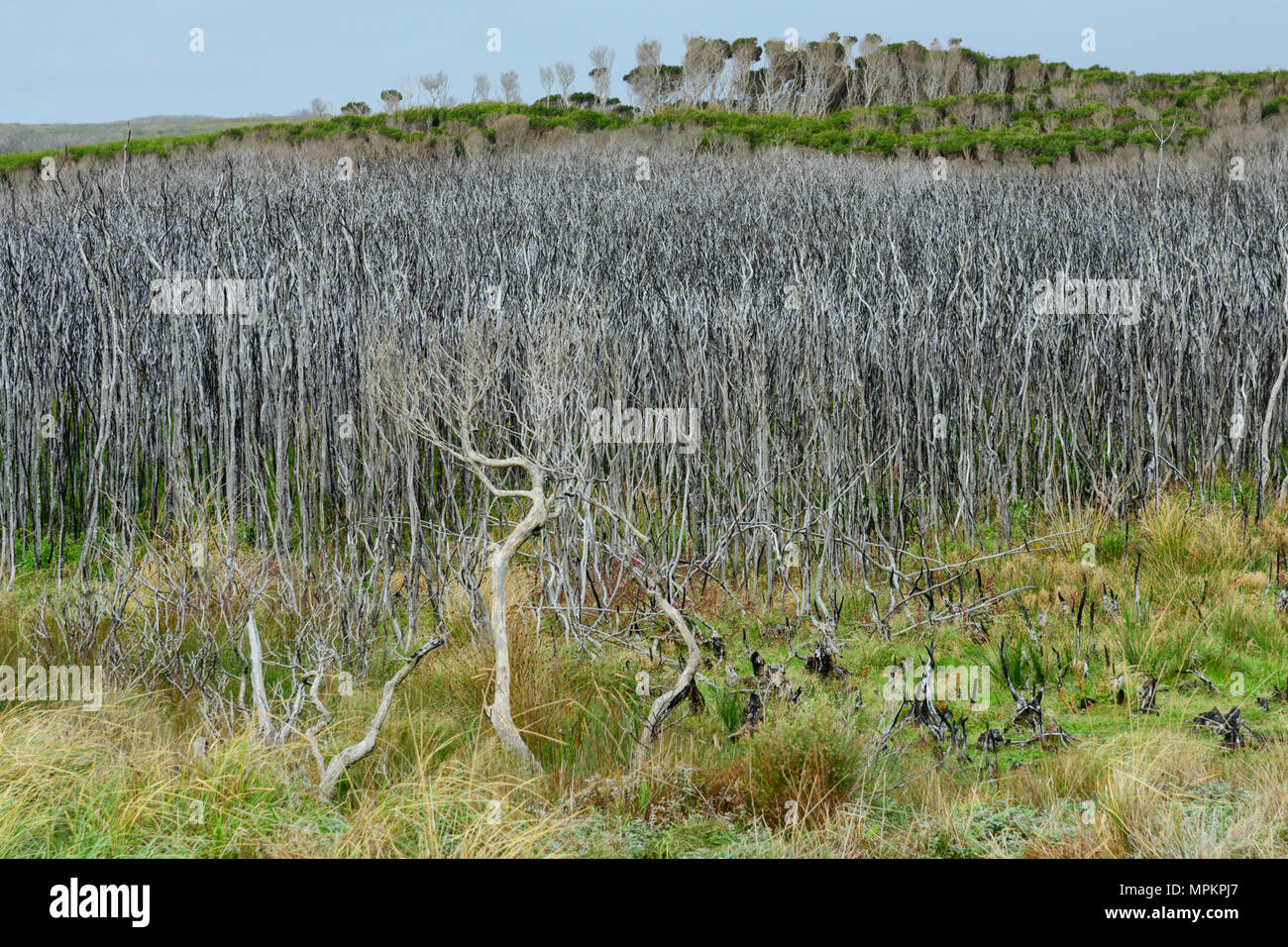 Oceania; Australia; Australian; Down Under; Tasmania, Tarkine Coast ...