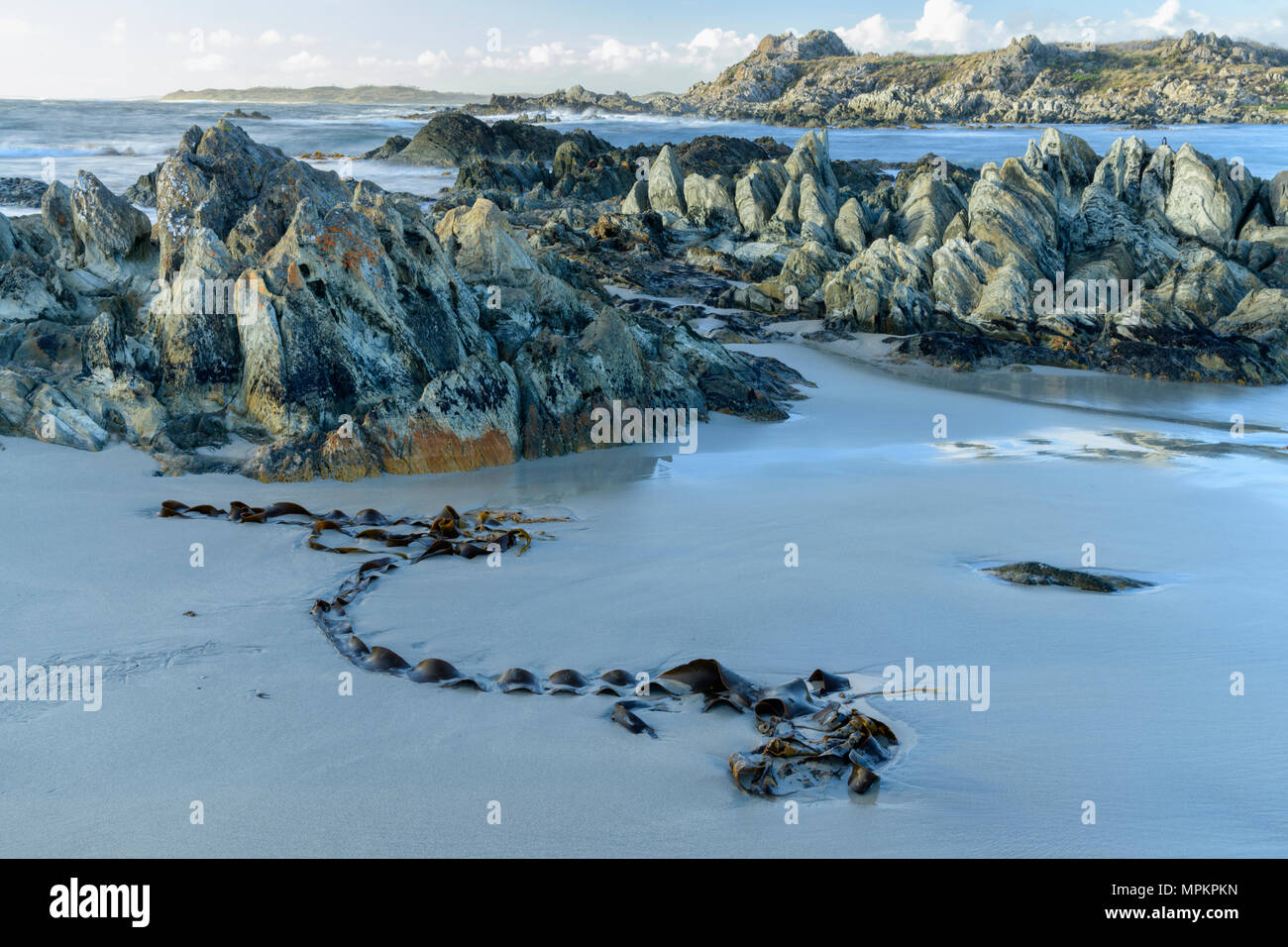 Oceania; Australia; Australian; Down Under; Tasmania, Tarkine Coast ...