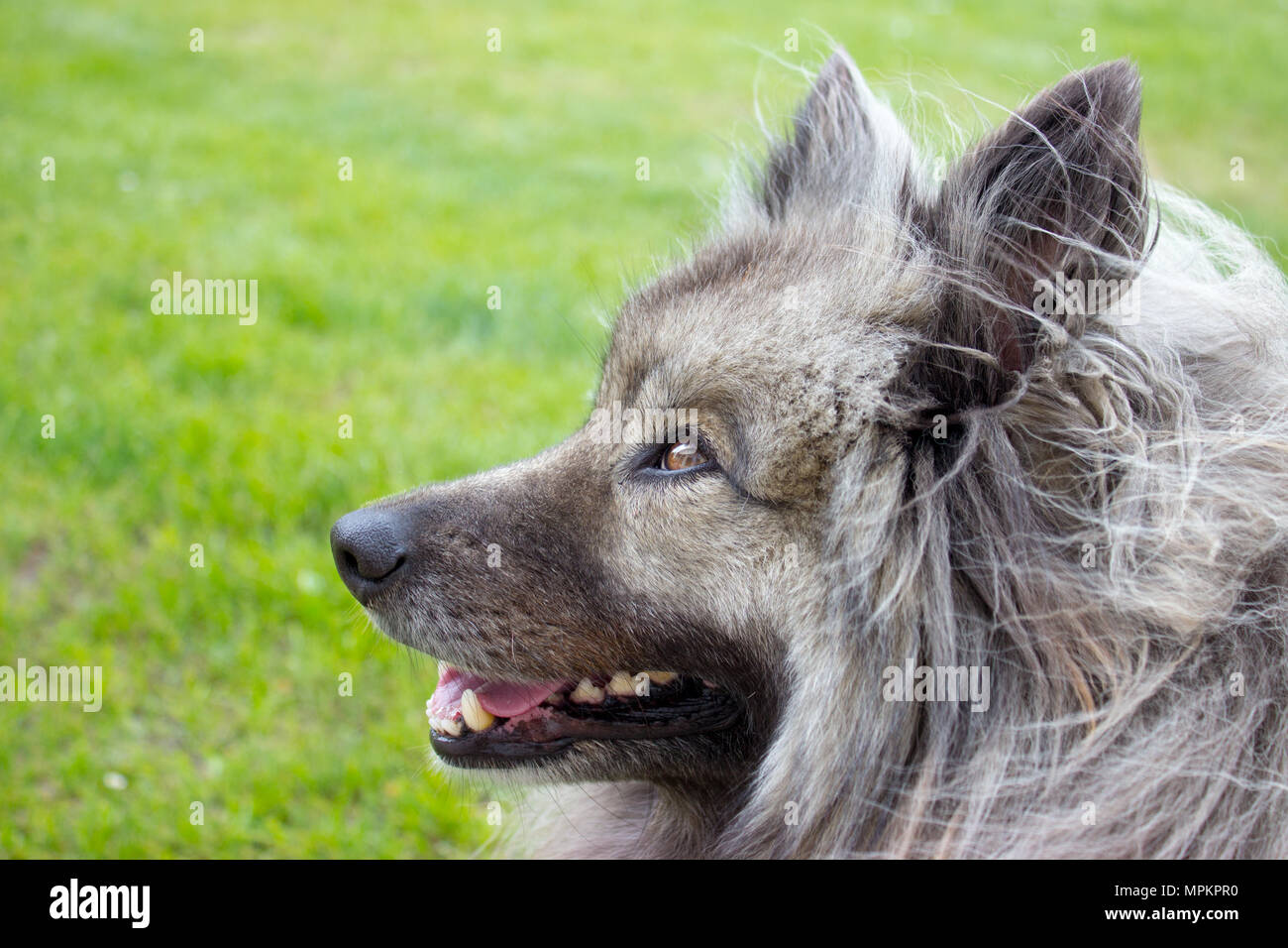 German spitz hi-res stock photography and images - Alamy