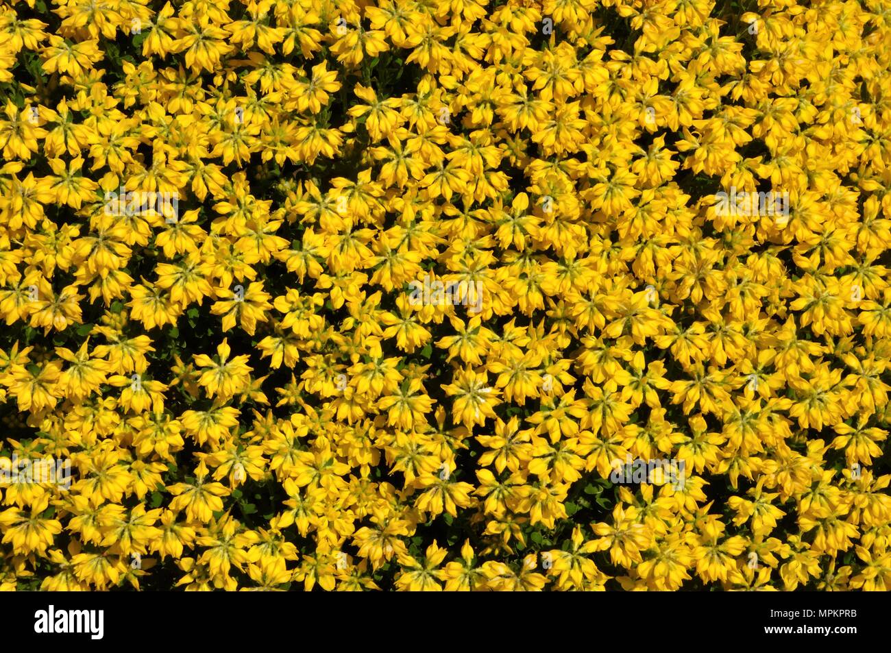 yellow flowers background Stock Photo - Alamy