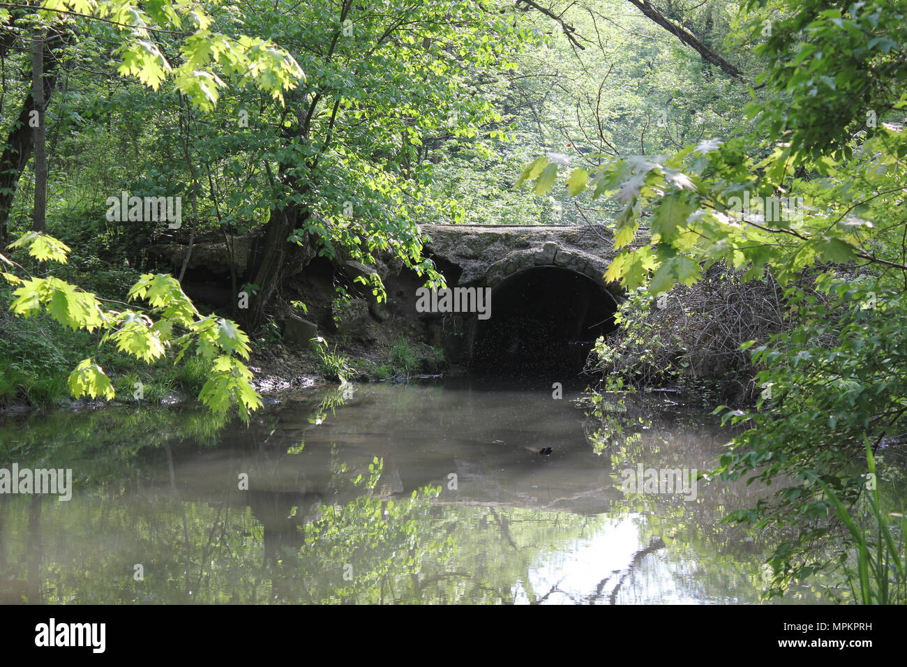 Variety forest plants moving soft hi-res stock photography and images ...