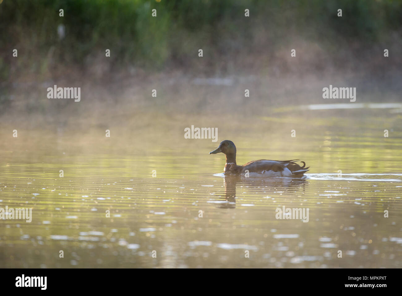 Scotland uk lockerbie spring hi-res stock photography and images - Alamy