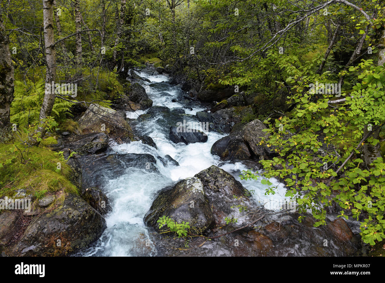 River through the forest Stock Photo - Alamy