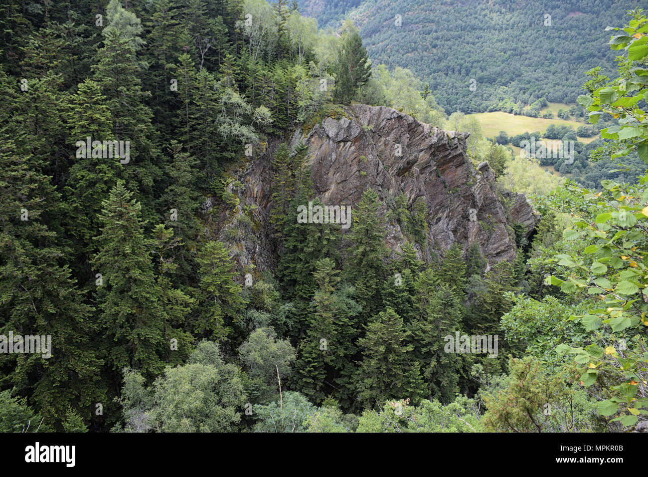 Forest in a mountain Stock Photo - Alamy