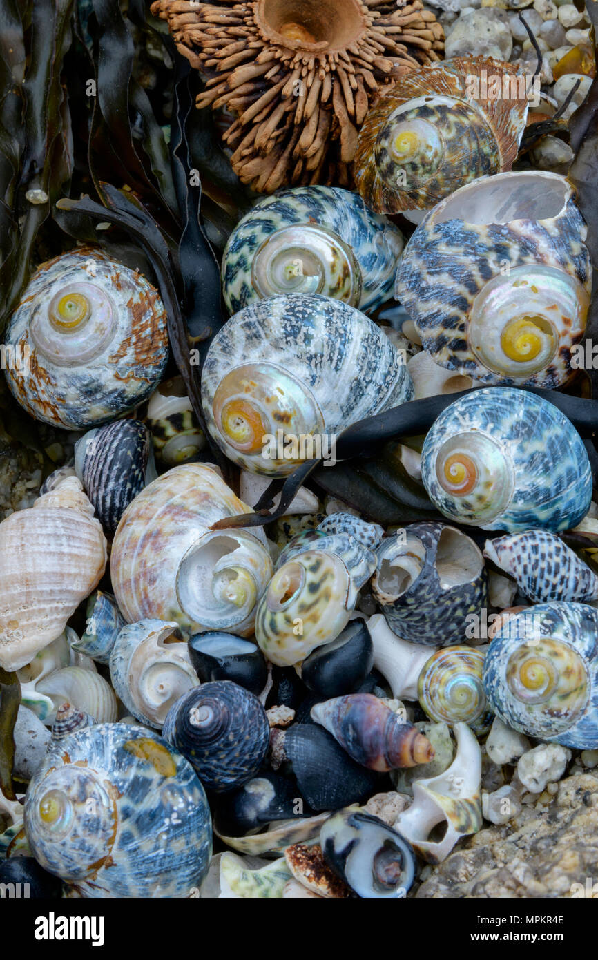 Australian shells hi-res stock photography and images - Alamy