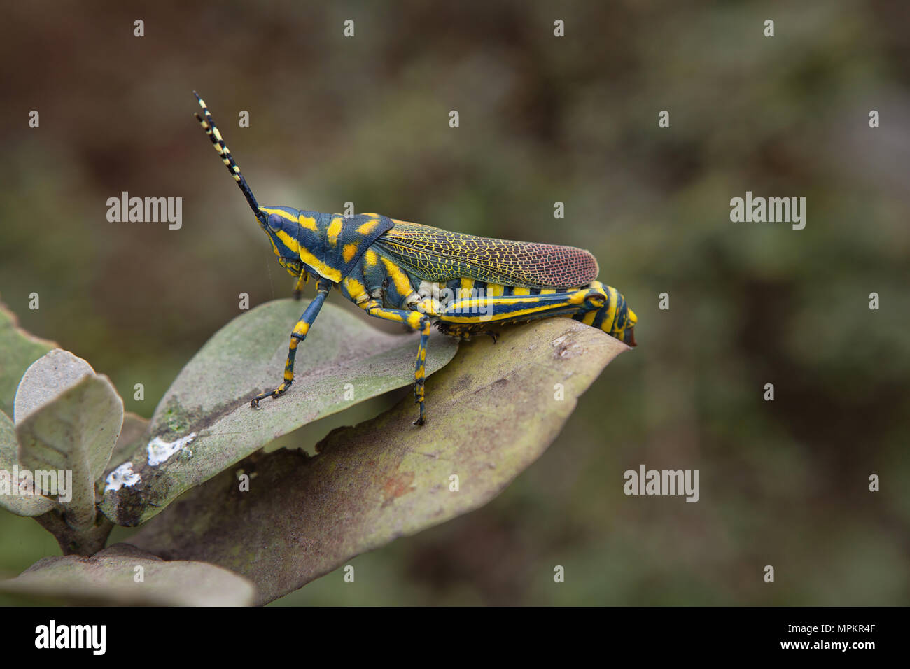 Grasshopper india hi-res stock photography and images - Alamy