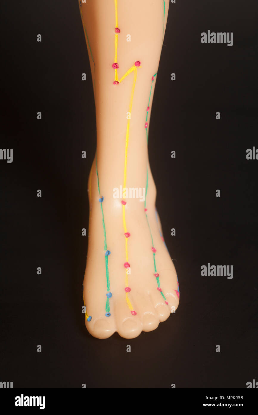 Medical acupuncture model of human leg on black background Stock Photo ...