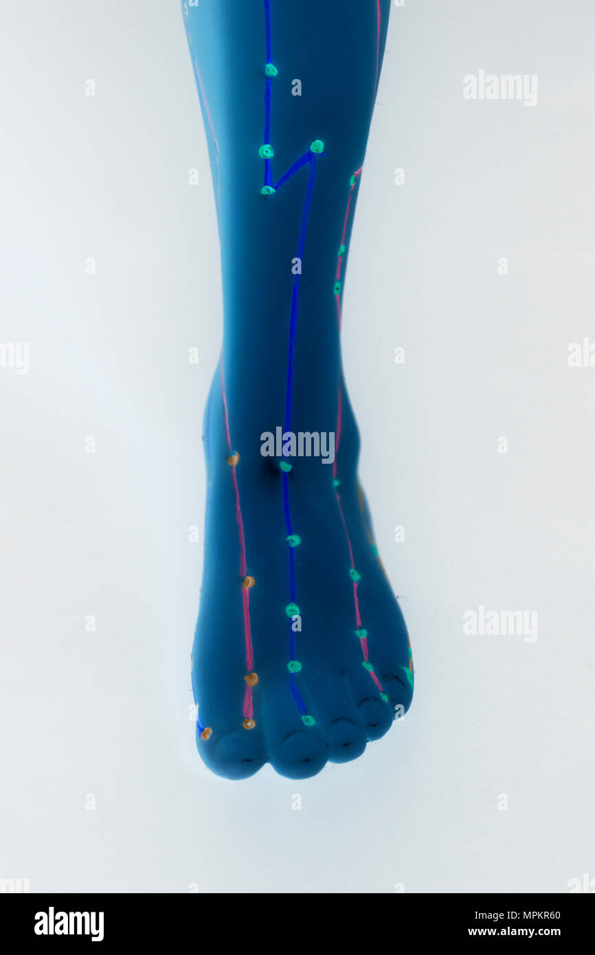 Medical acupuncture model of human leg isolated on white background ...