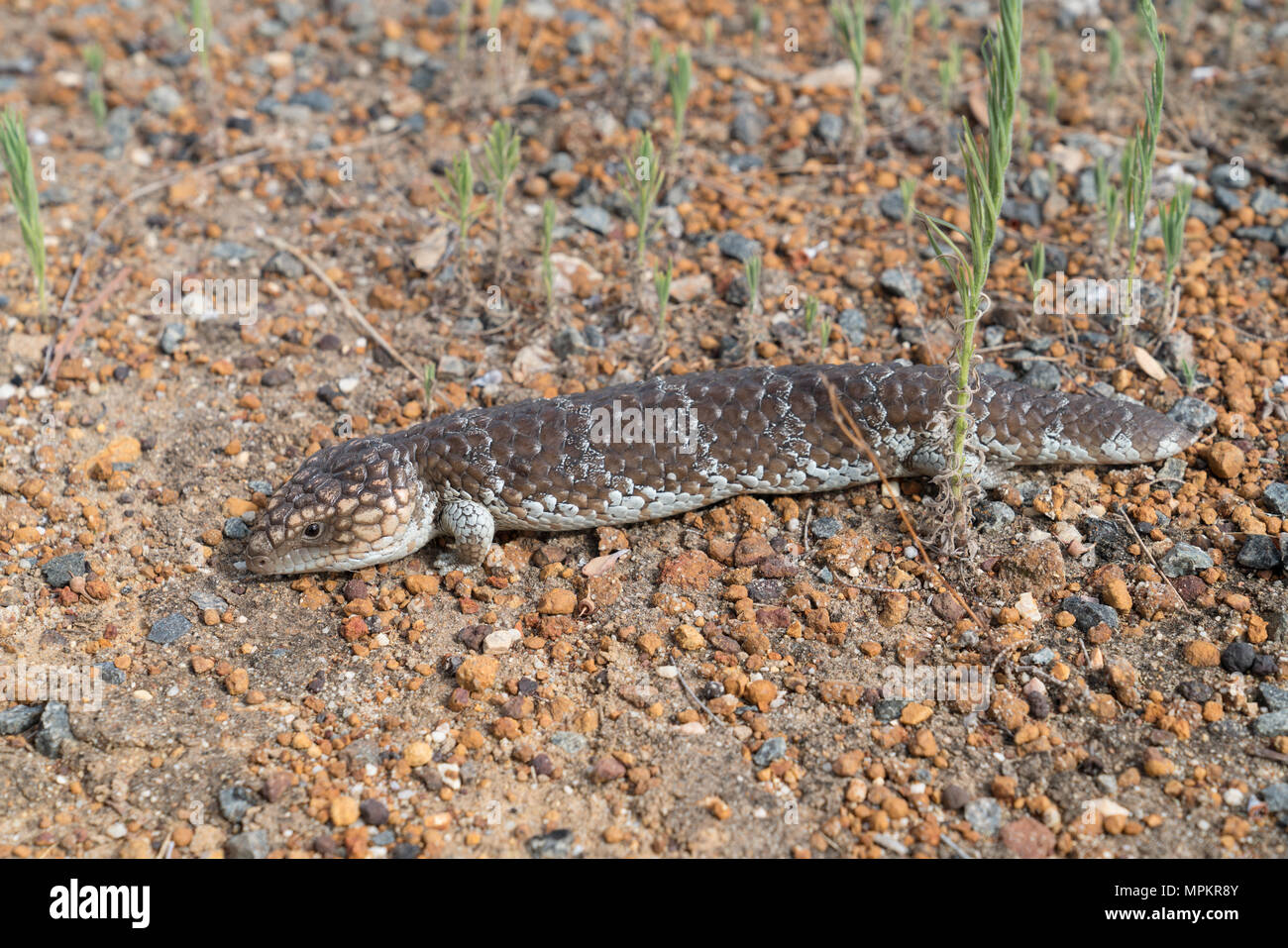 Shingleback Lizard, Tiliqua rugosa, photo was taken in the Fitzgerald ...