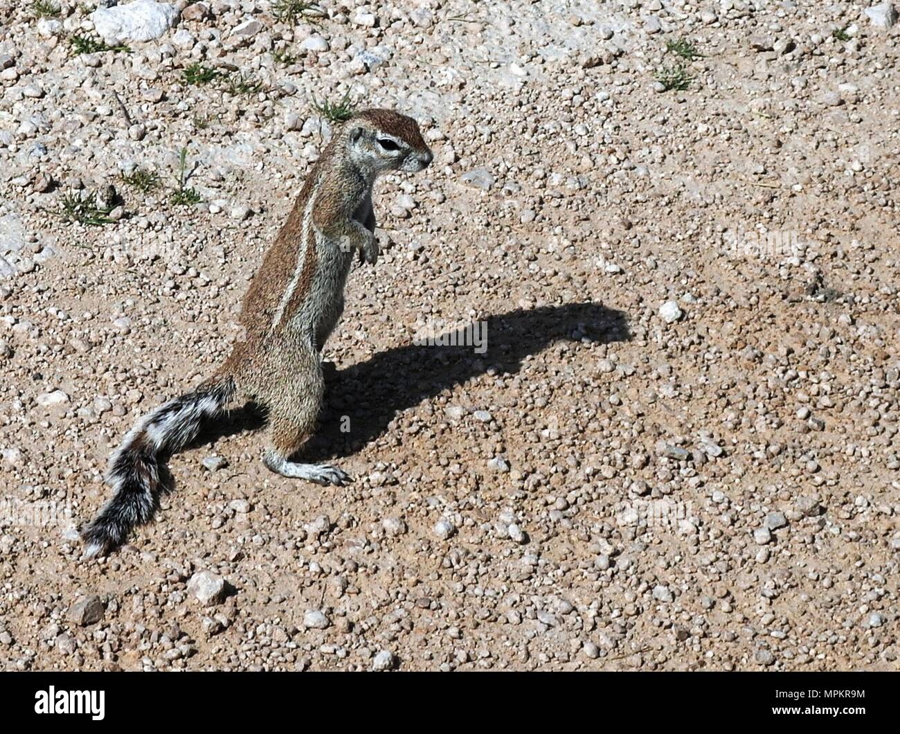 Standing gopher on the groundin the Namib desert, Namibia Stock Photo ...